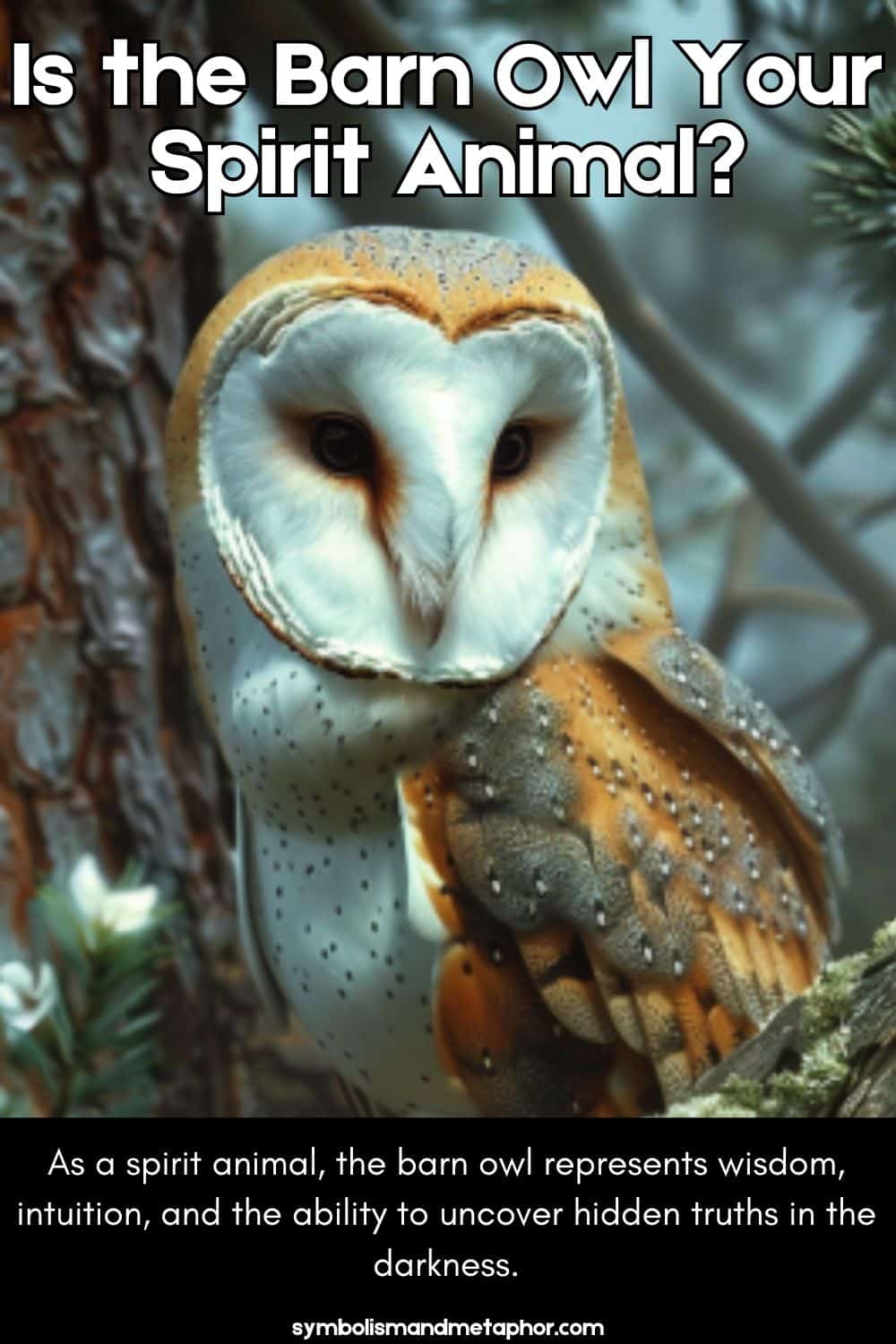 Barn Owl Symbolism & Meaning (Mystery & Intuition)