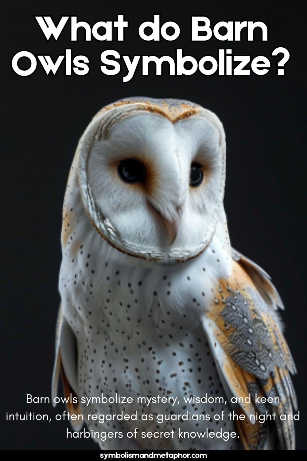 Barn Owl Symbolism & Meaning (Mystery & Intuition)