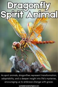 Dragonfly Symbolism and Meaning (Transformation & Change)