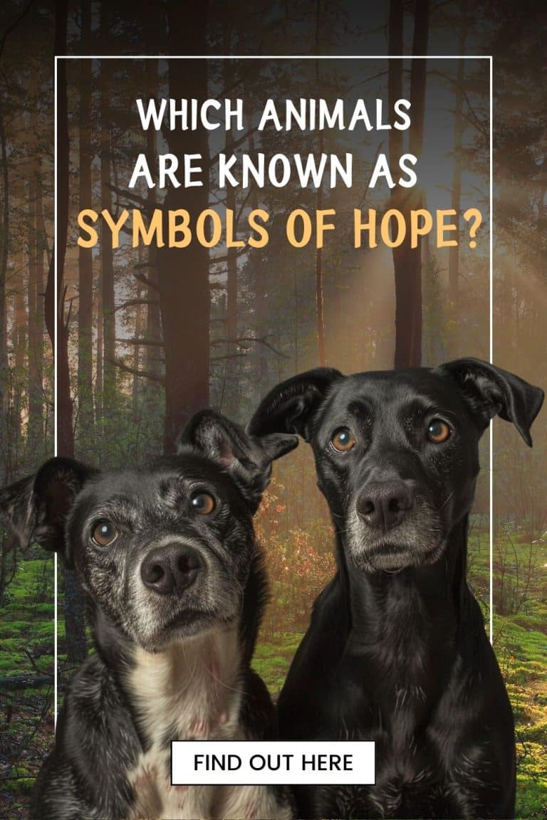 9 Animals That Symbolize Hope? (Doves, Fauns, etc)