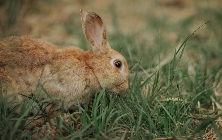 Rabbit Spirit Animal: 5 Skills it Gives You!