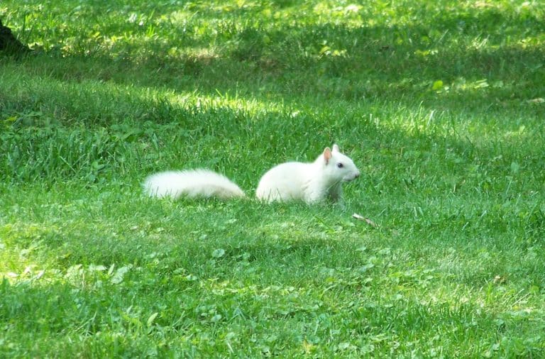White Squirrel Symbolism (Luck and Abundance)