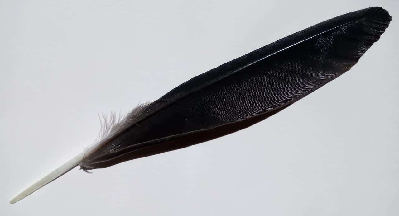 Black Feather Symbolism & Meaning (Knowledge & Wisdom)