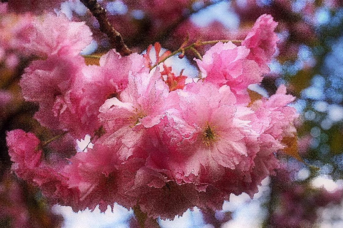 16 Flower Metaphors and Similes that Bloom! (2022)