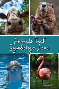 13 Animals That Symbolize Love (A to Z List)