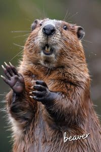 13 Animals That Symbolize Love (A to Z List)