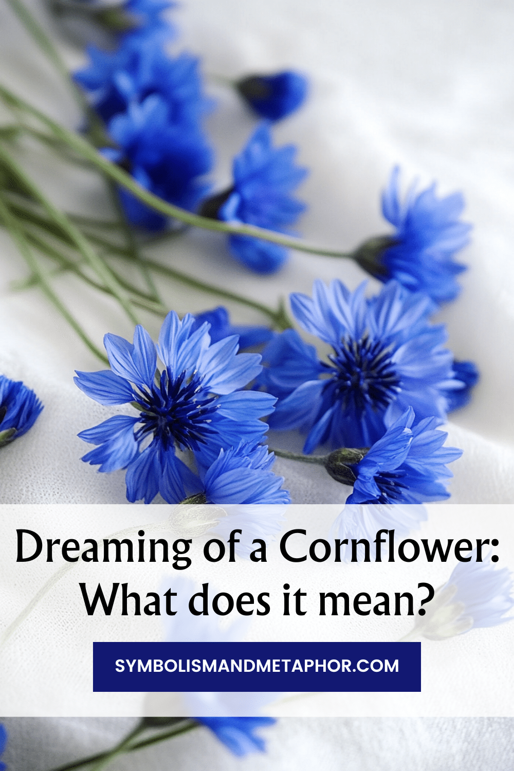 Cornflower Symbolism & Flower Meaning (Patience & Romance)