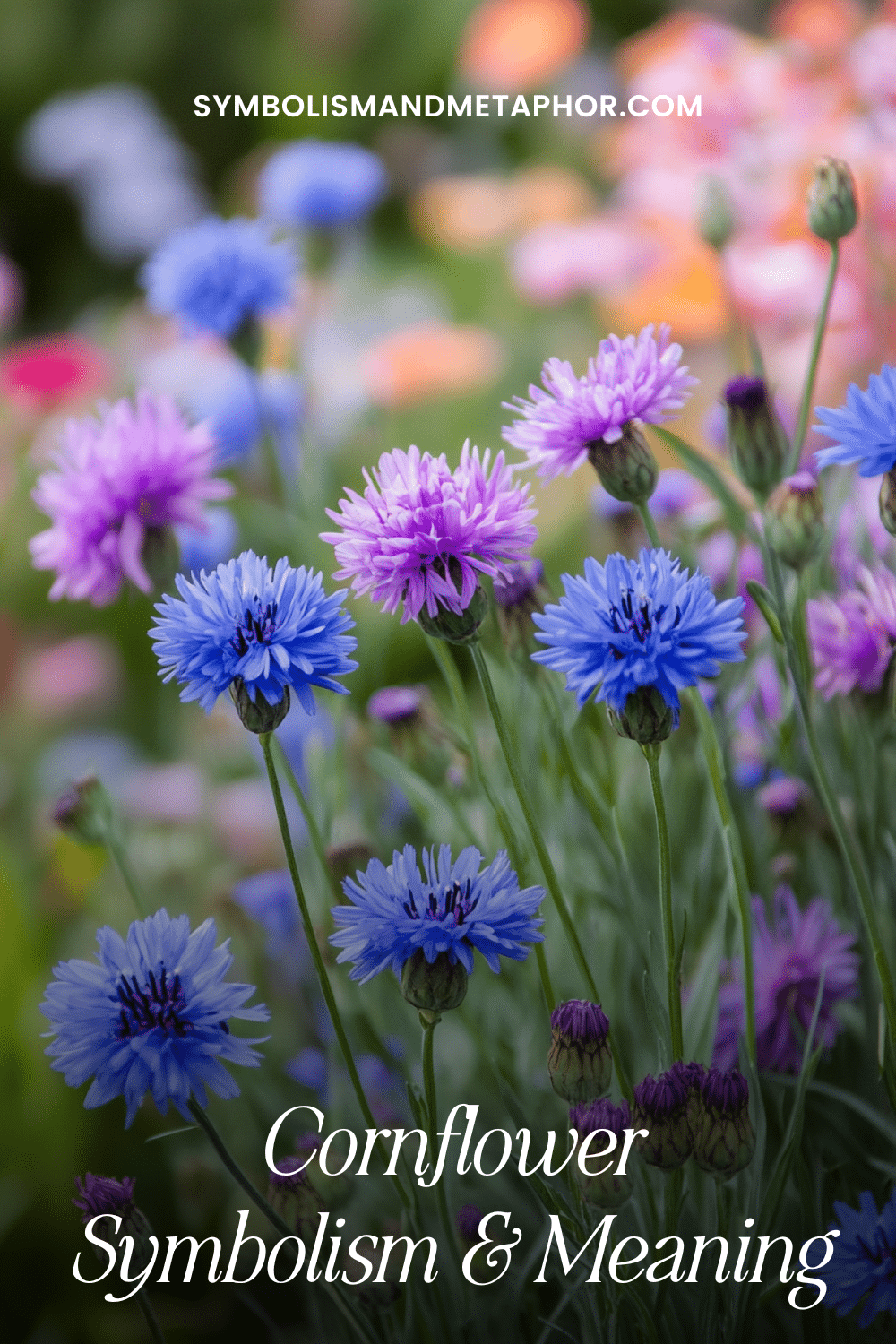 Cornflower Symbolism & Flower Meaning (Patience & Romance)