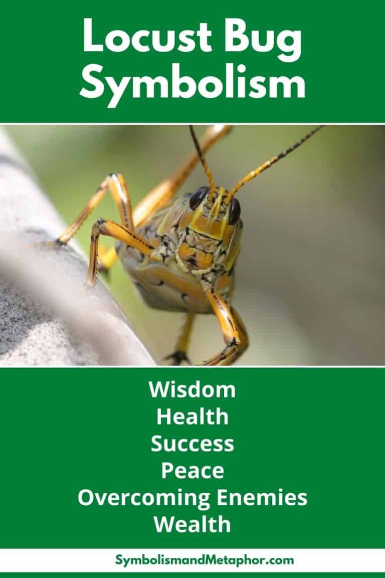 Locust Bug Symbolism & Meaning (Wisdom & Success)