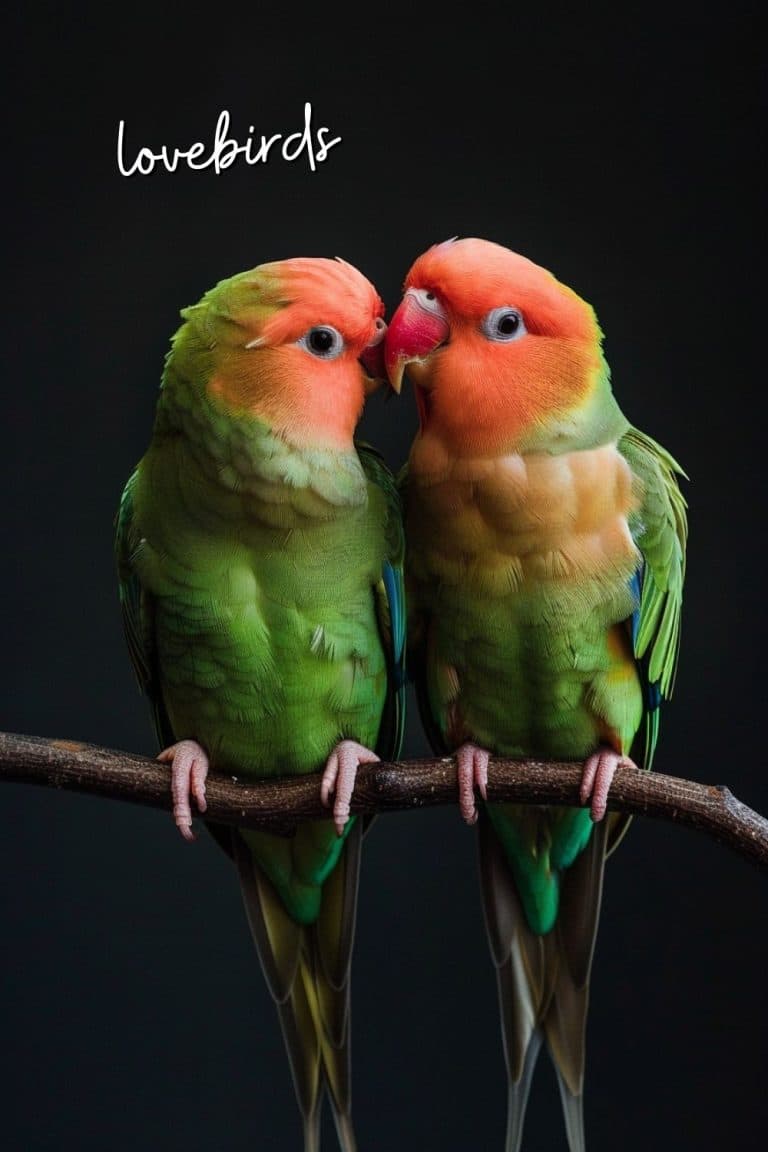 13 Animals That Symbolize Love (A to Z List)