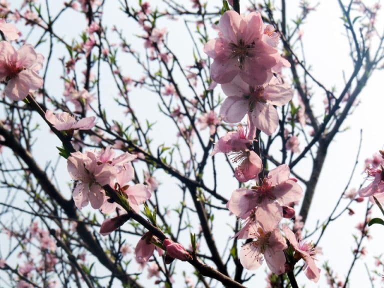 Peach Tree Symbolism & Meaning (Fortune & Rebirth)