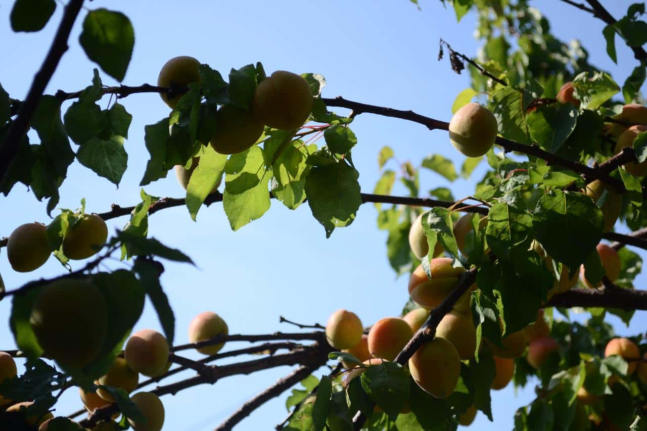 Peach Tree Symbolism & Meaning (Fortune & Rebirth)