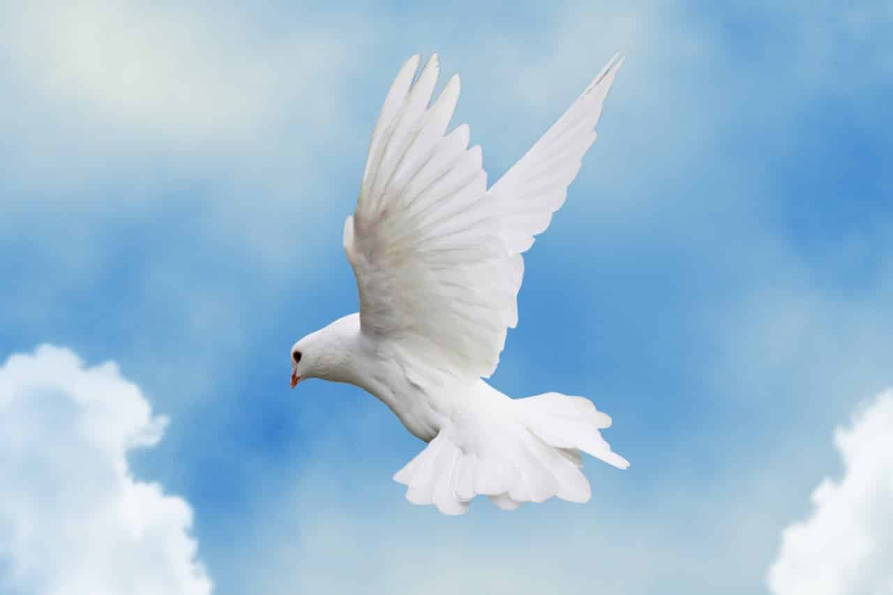 9 Animals That Symbolize Hope? (Doves, Fauns, etc)