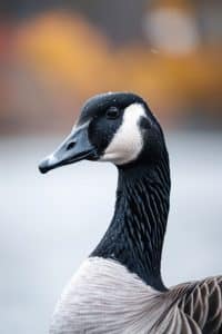 11 Animals that Symbolize Loyalty (A to Z List)