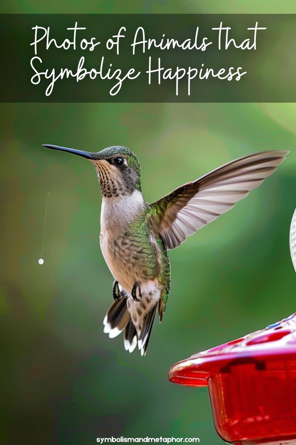 9 Animals That Symbolize Happiness (A to Z List)