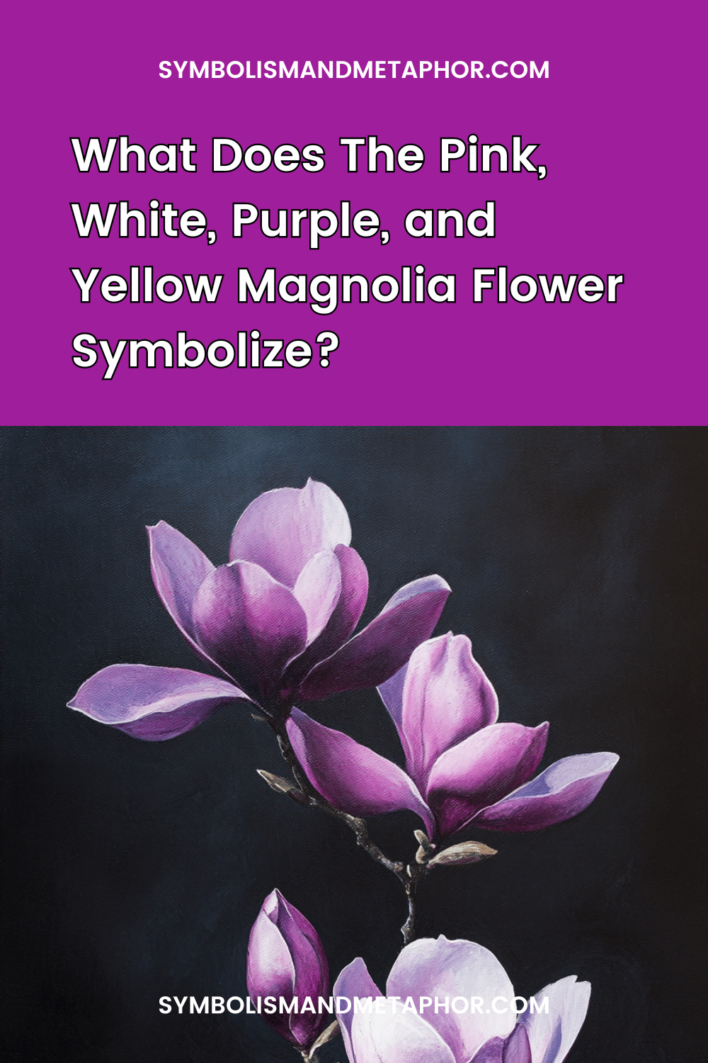 Magnolia Flower Meaning & Symbolism (Endurance & Love)