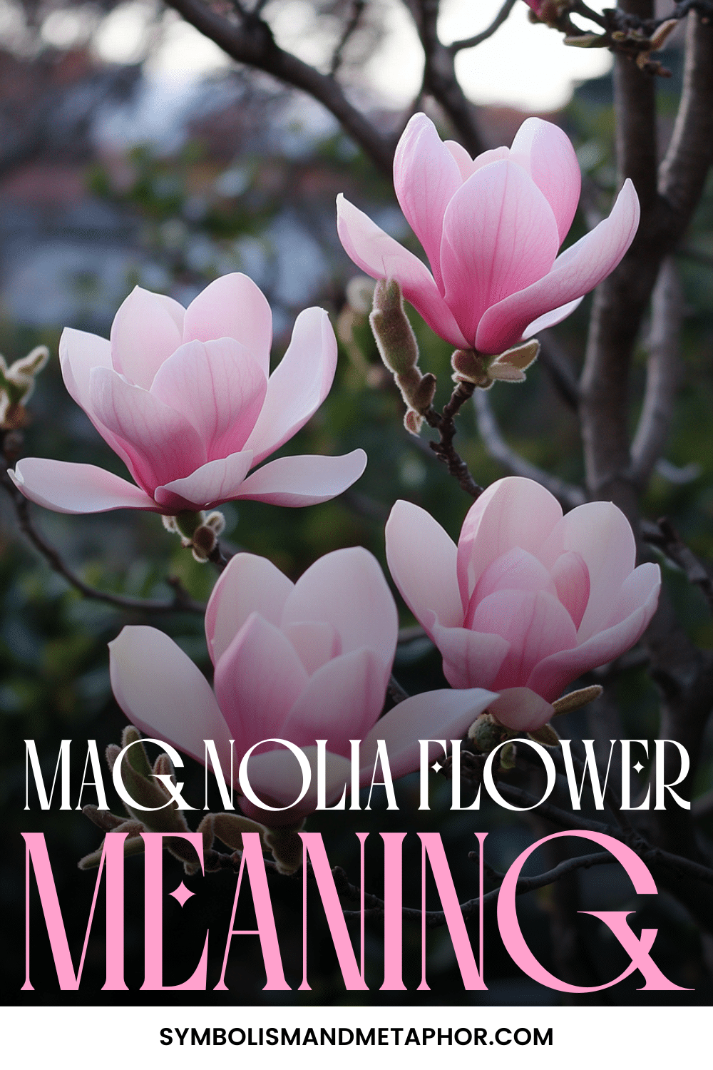 Magnolia Flower Meaning & Symbolism (Endurance & Love)