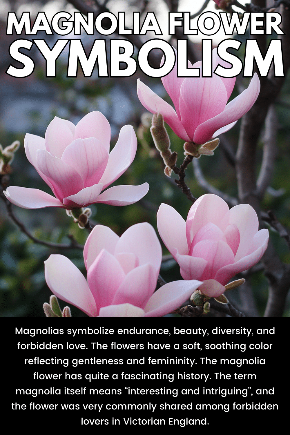 Magnolia Flower Meaning & Symbolism (Endurance & Love)