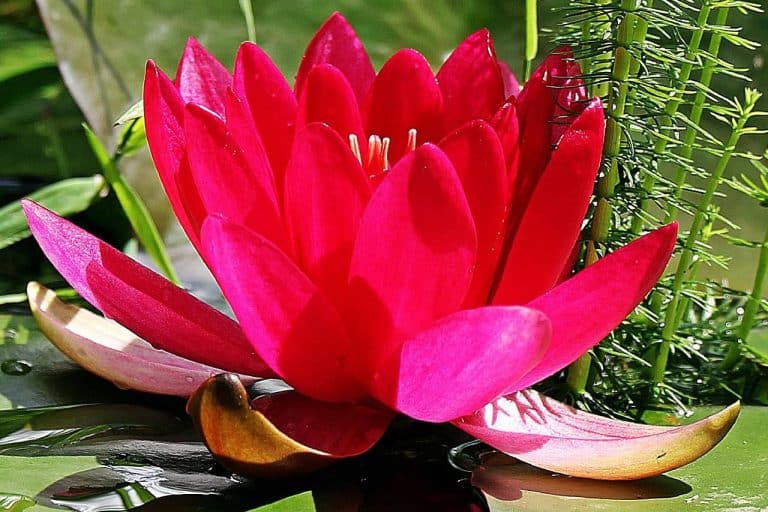 13 Flowers That Symbolize Hope (List & Pictures)