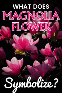 Magnolia Flower Meaning & Symbolism (Endurance & Love)