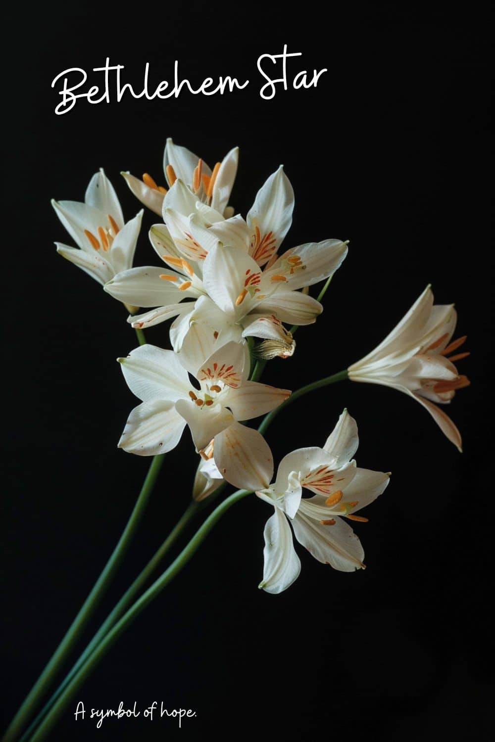 13 Flowers That Symbolize Hope (List & Pictures)