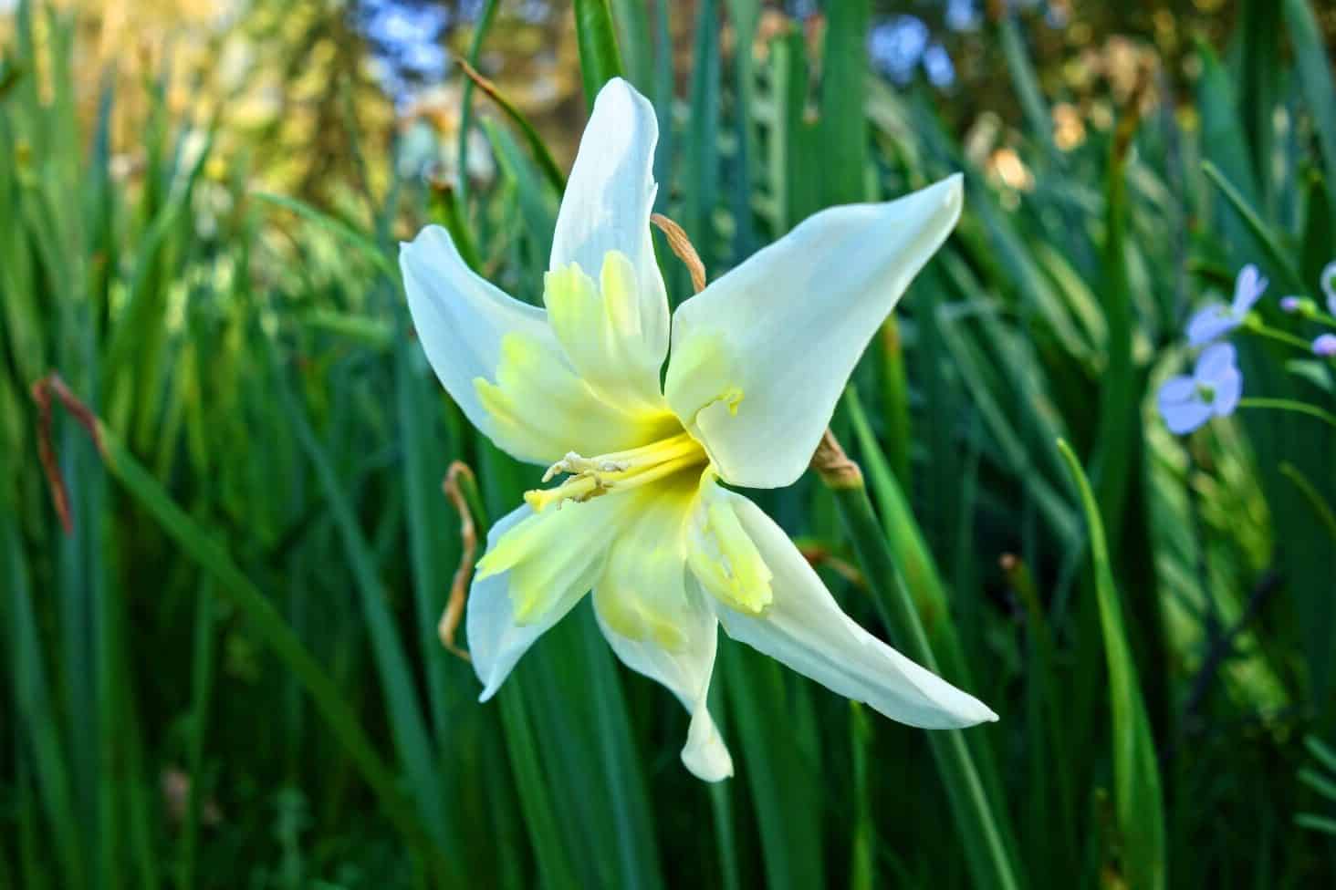 13 Flowers That Symbolize Hope (List & Pictures)