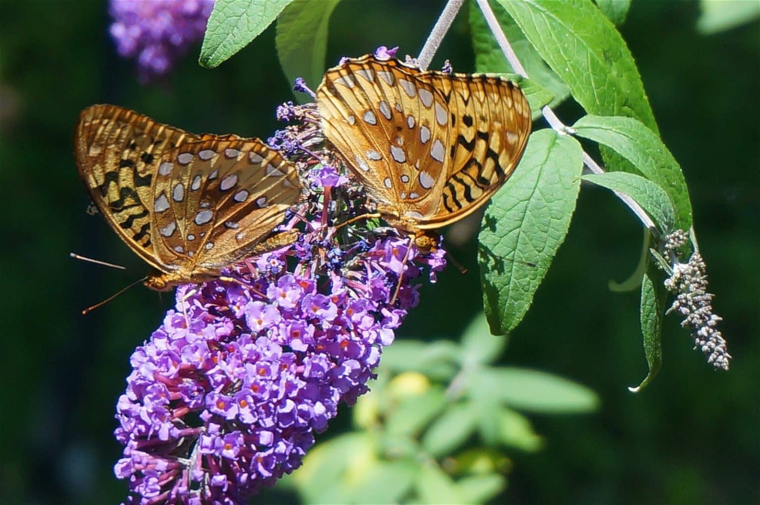 11 Animals that Symbolize Freedom (A to Z List)