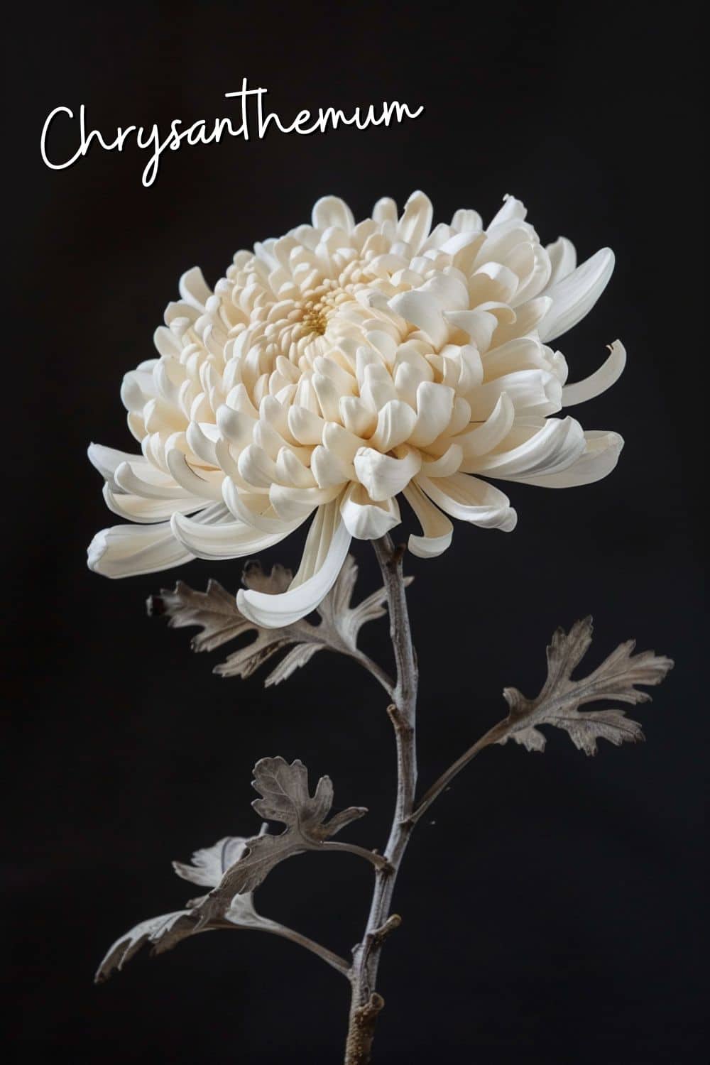 15 Flowers that Symbolize Healing (List & Pictures)