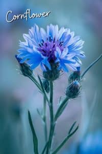 13 Flowers That Symbolize Hope (List & Pictures)