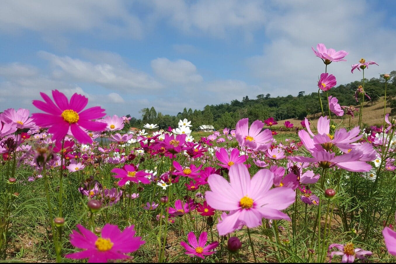 14 Flowers that Symbolize Peace (List & Pictures)