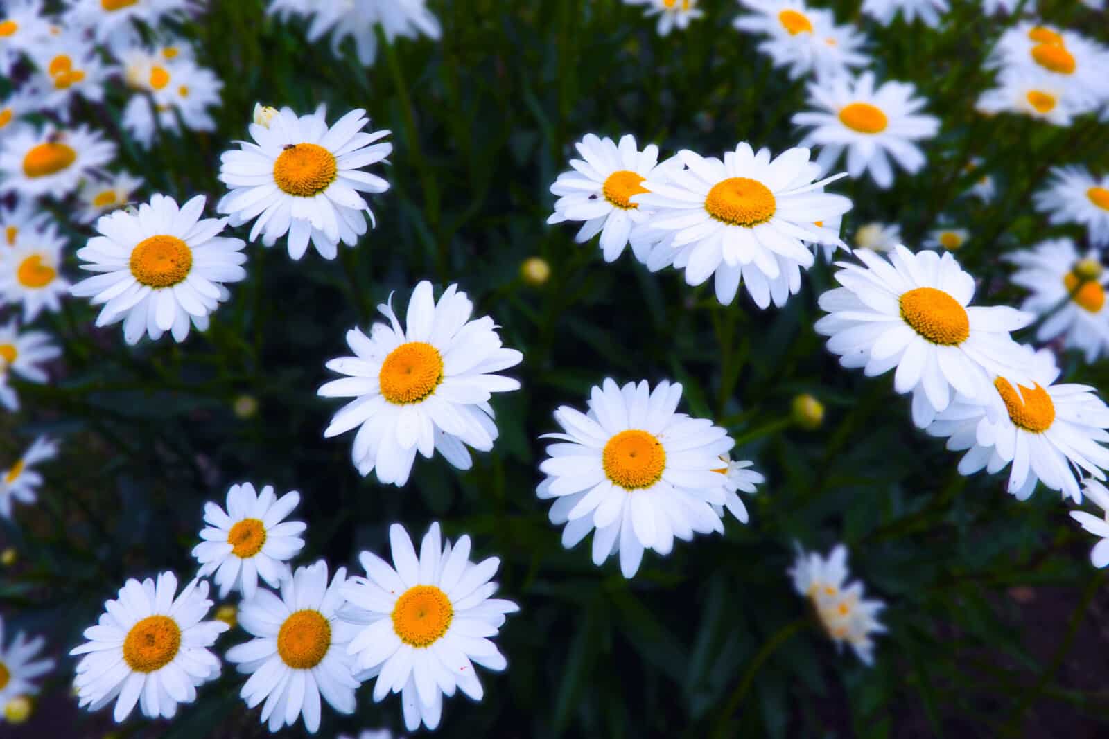15 Flowers that Symbolize Healing (List & Pictures)