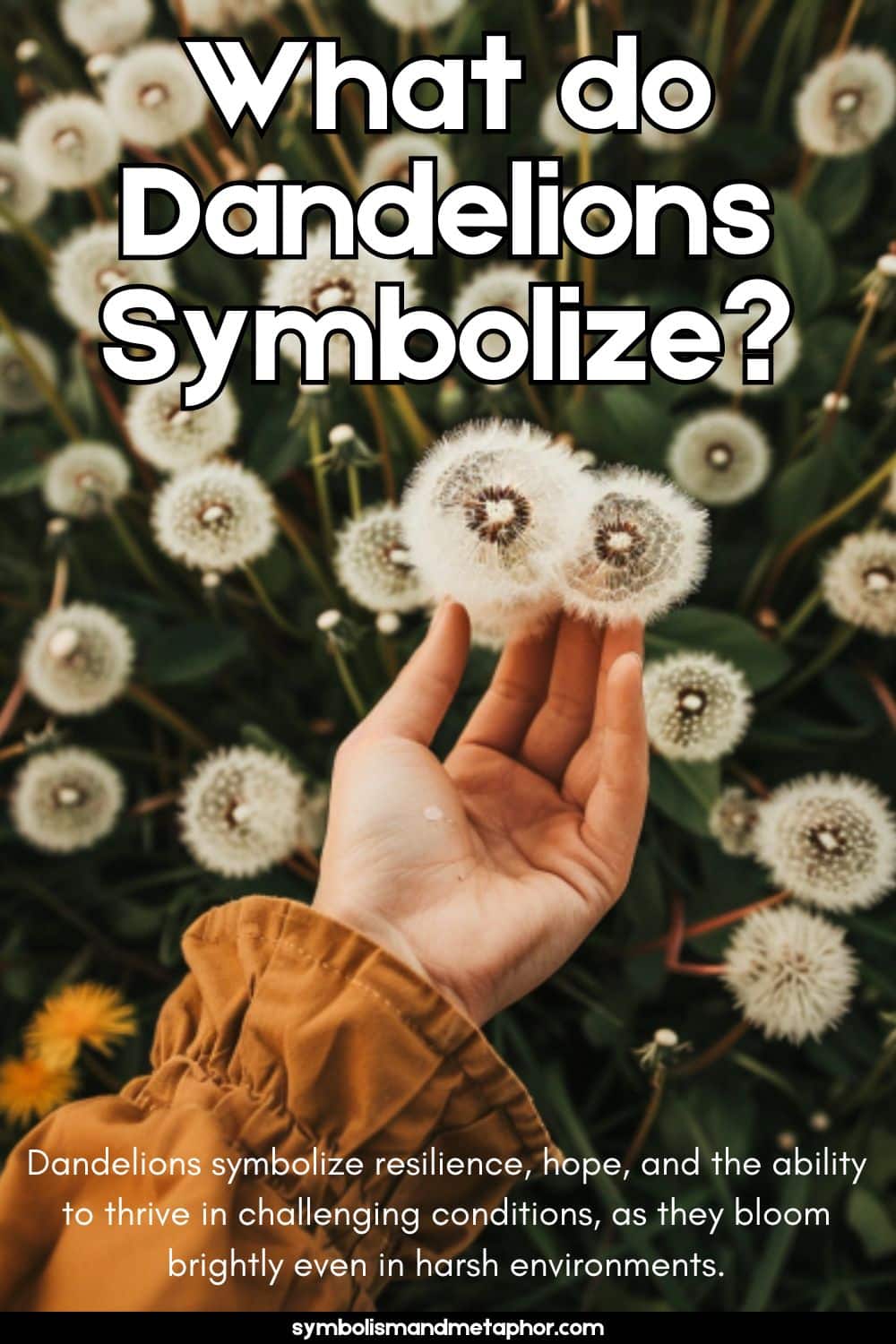 15 Flowers that Symbolize Healing (List & Pictures)