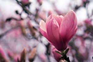 Magnolia Flower Meaning & Symbolism (Endurance & Love)