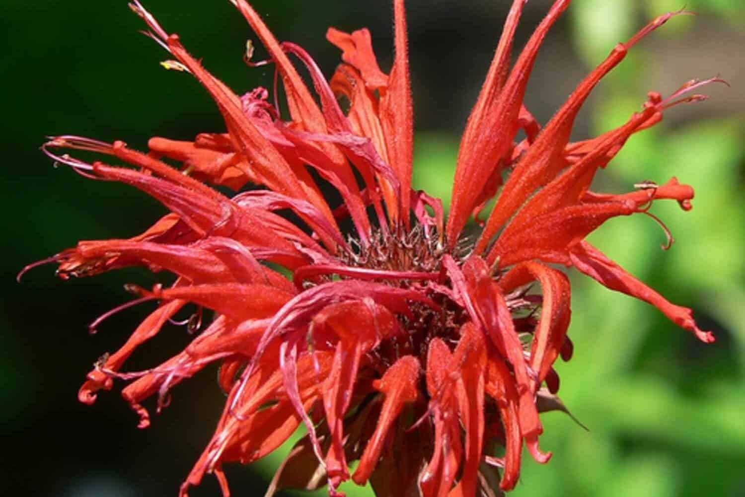 15 Flowers that Symbolize Healing (List & Pictures)