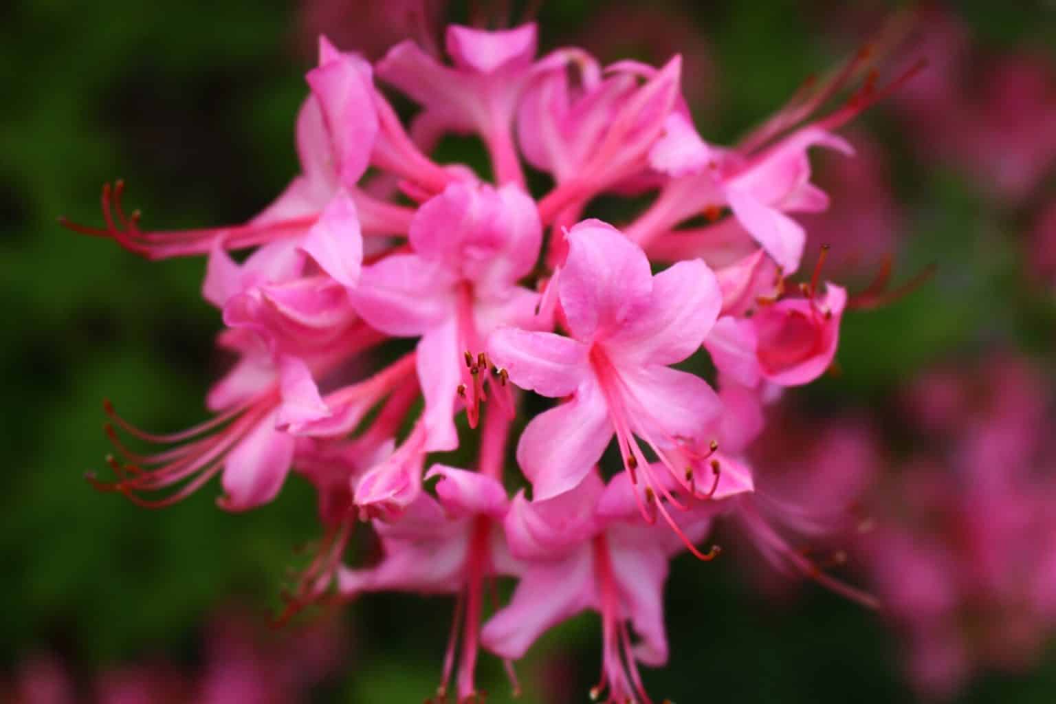 9 Flowers that Symbolize Freedom (List & Pictures)