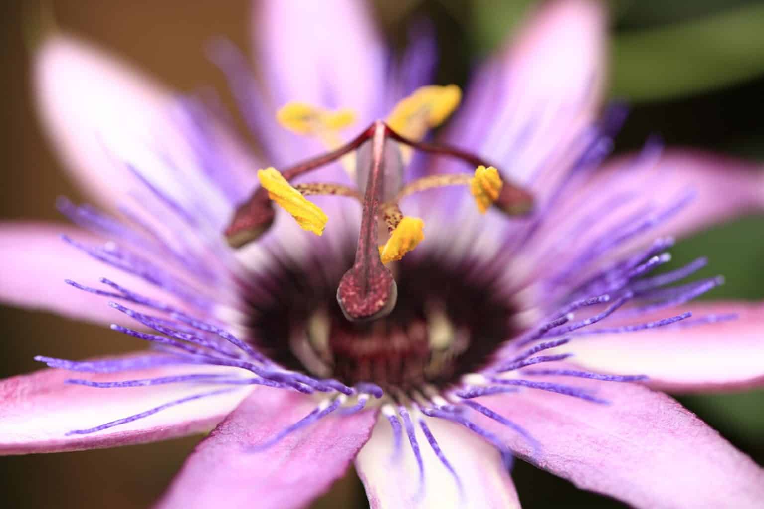 13 Flowers That Symbolize Hope (List & Pictures)