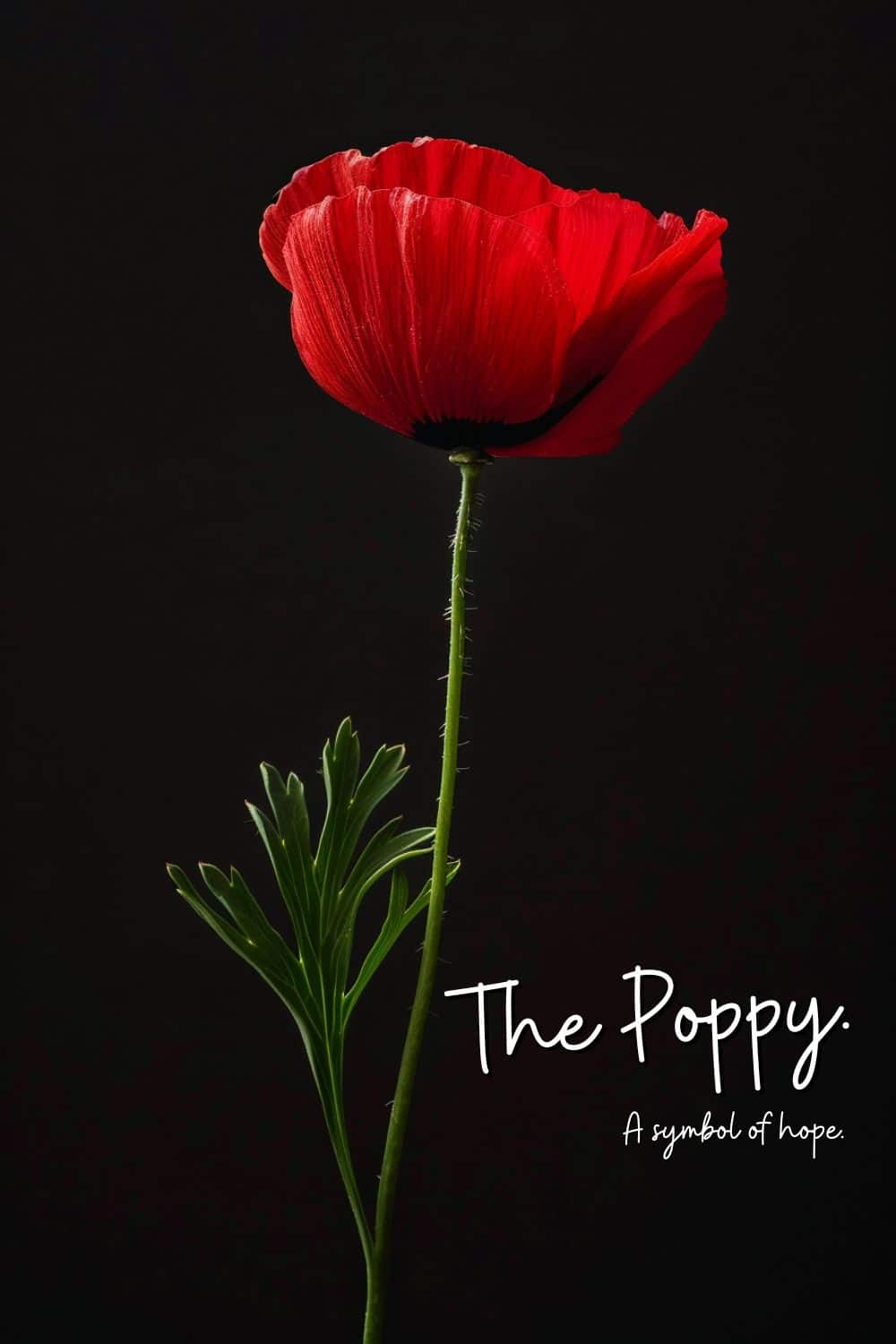 13 Flowers That Symbolize Hope (List & Pictures)