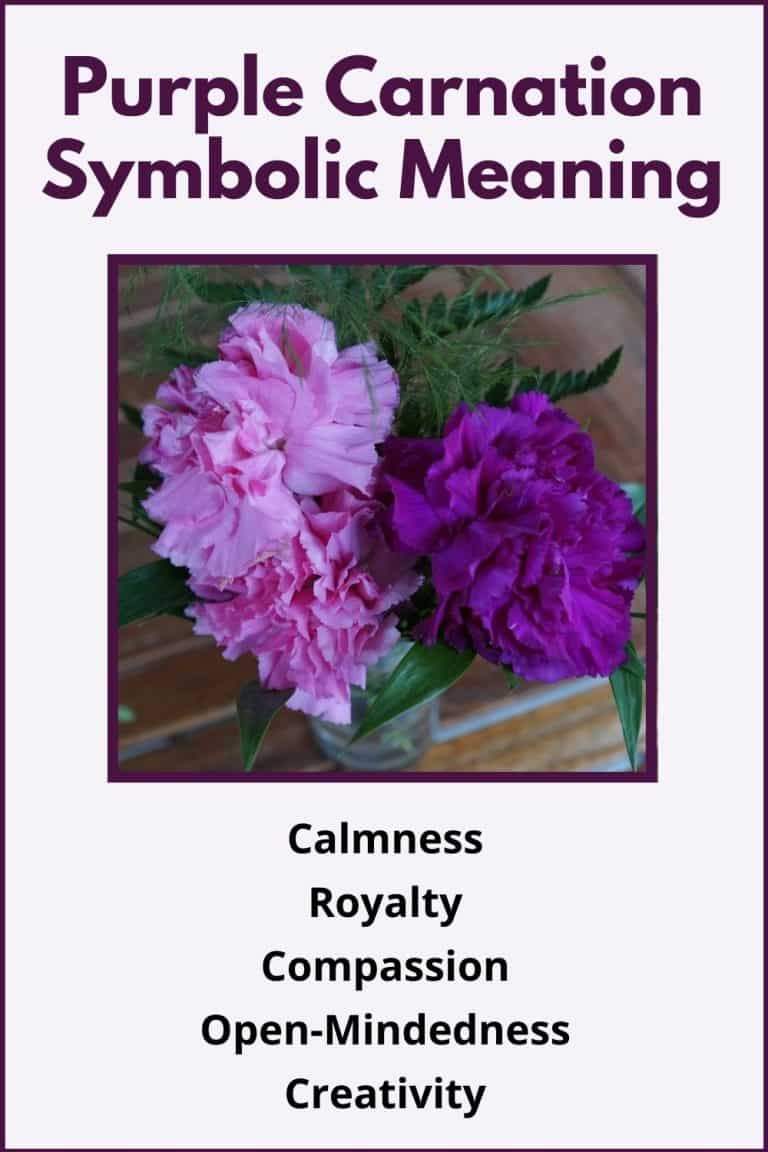 Purple Carnation Meaning & Symbolism (Calmness & Creativity)