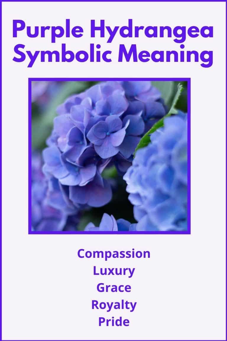 Purple Hydrangea Flower Meaning & Symbolism