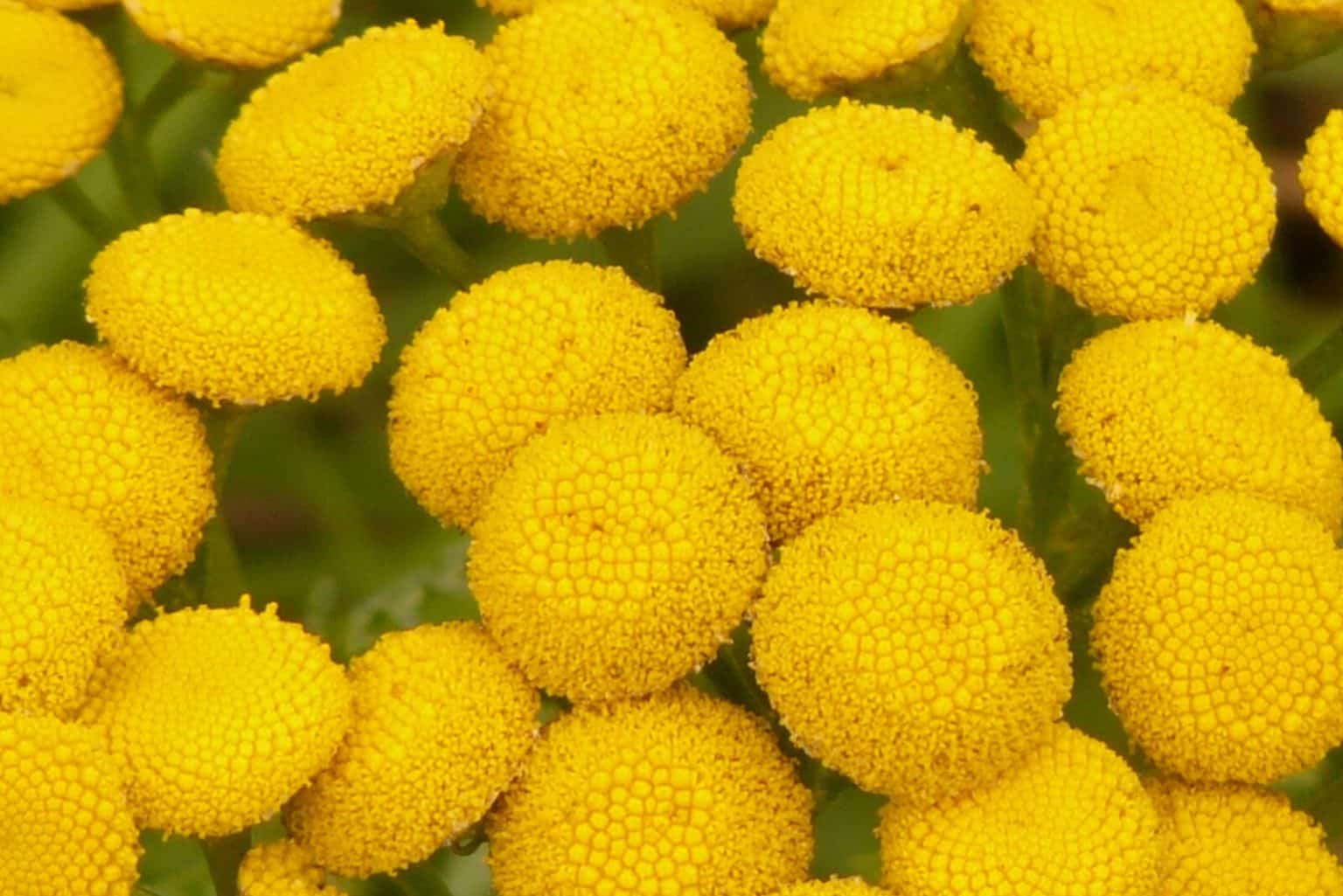 15 Flowers that Symbolize Healing (List & Pictures)