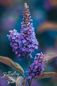 12 Flowers that Symbolize New Beginnings (List & Pictures)