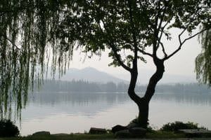 16 Top Plant and Tree Metaphors (A Root and Branch Review!)