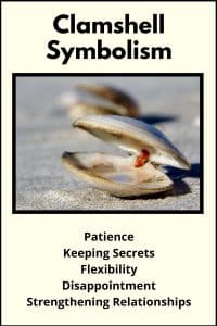 Clamshell Symbolism & Meaning (Patience & Secrets)