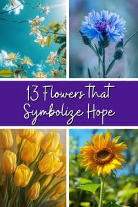 13 Flowers That Symbolize Hope (List & Pictures)