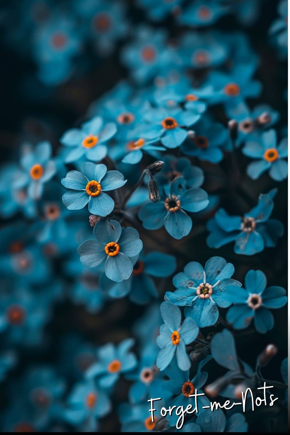 12 Flowers that Symbolize New Beginnings (List & Pictures)