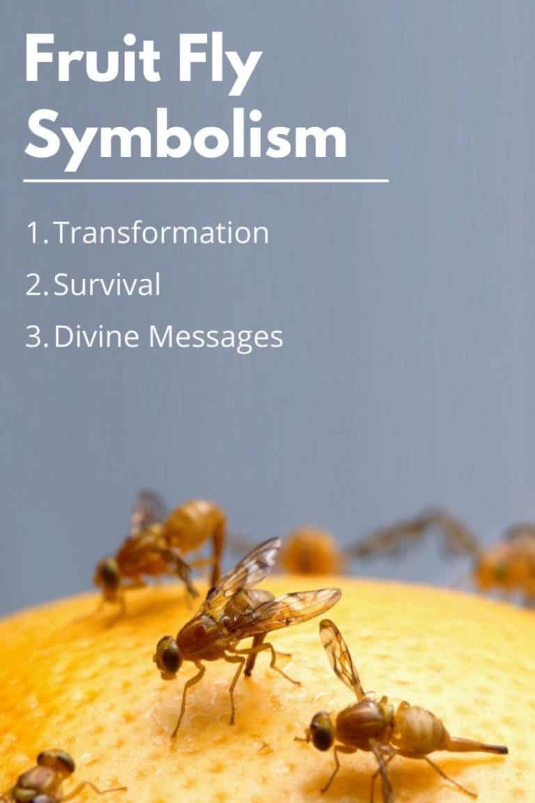 Fruit Fly Spiritual Meaning and Symbolism