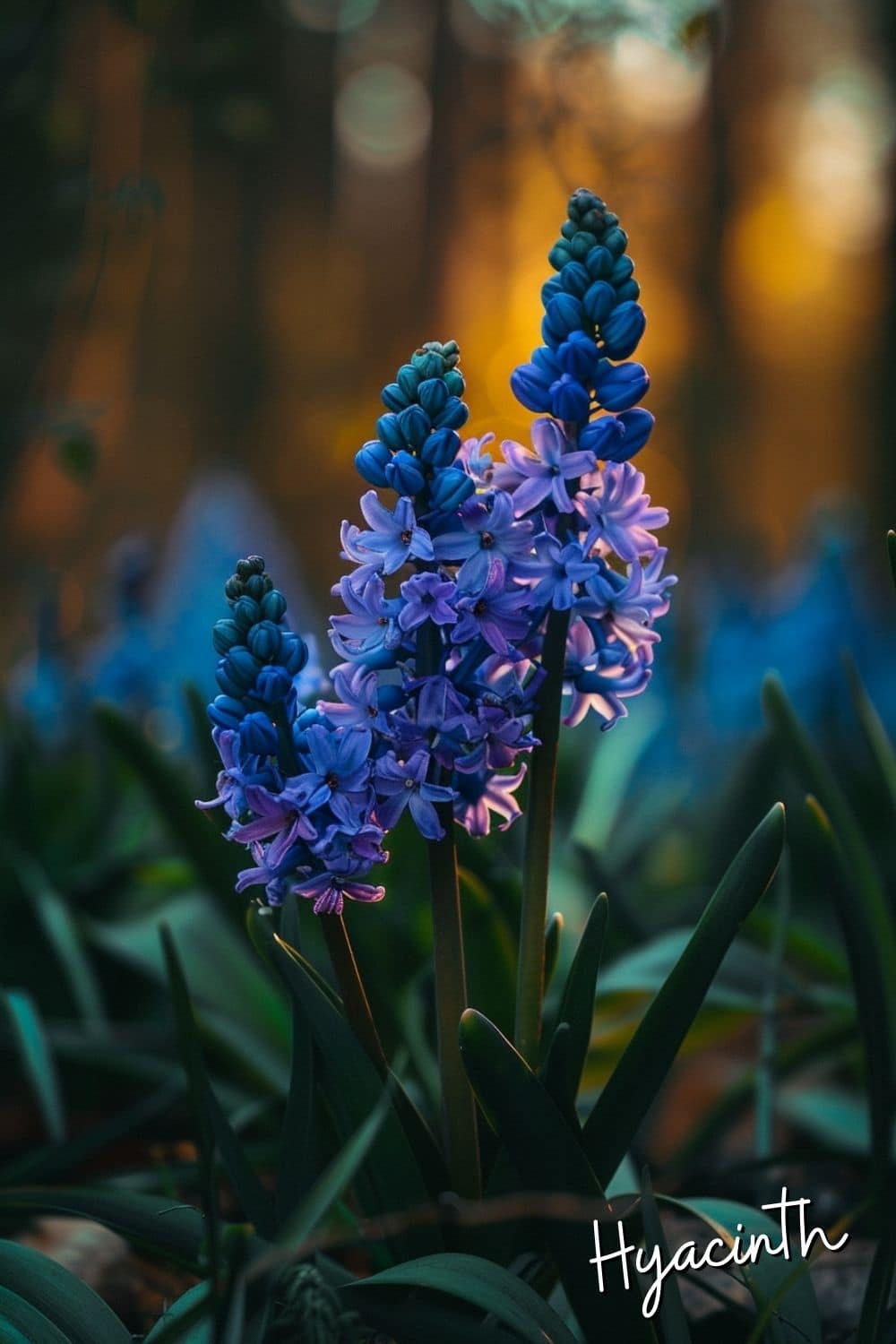 12 Flowers that Symbolize New Beginnings (List & Pictures)