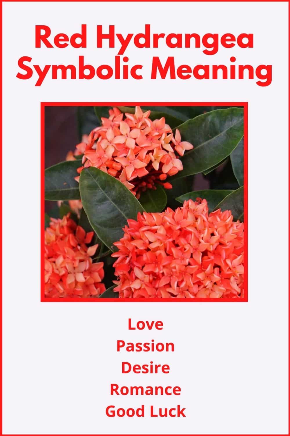 Red Hydrangea Flower Meaning & Symbolism