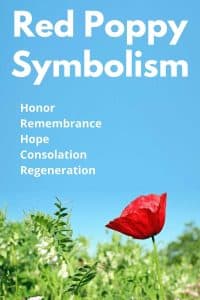 Red Poppy Meaning and Symbolism (Honor & Hope)