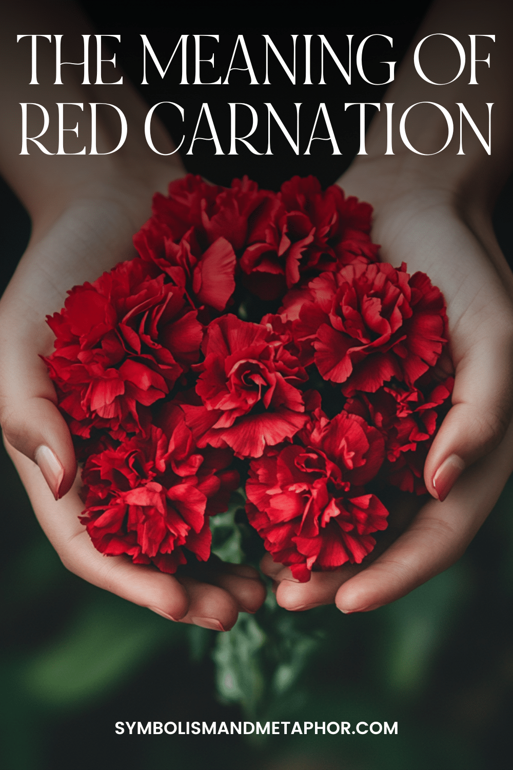 Red Carnation Flower Meaning & Symbolism